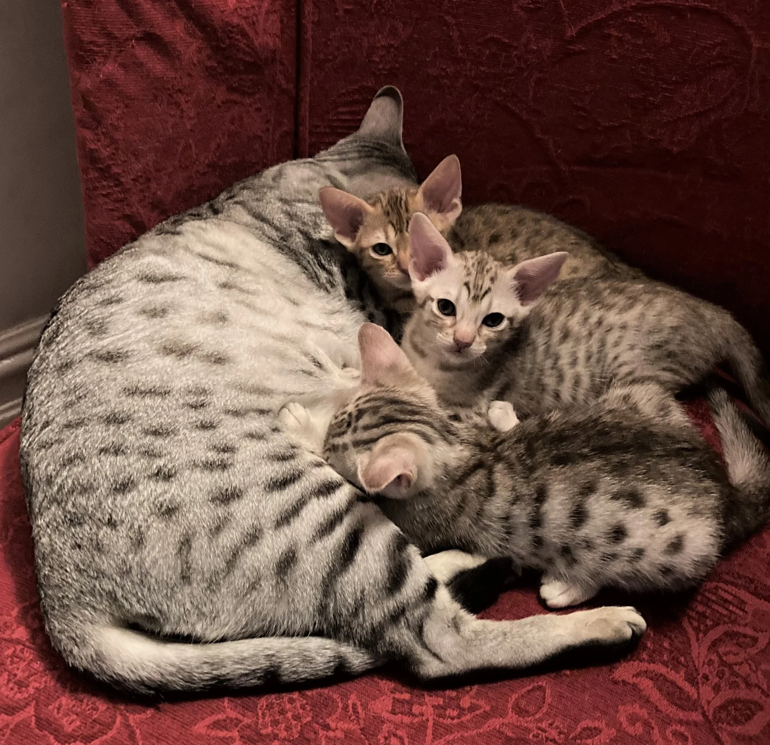 Chocolate Ocicat