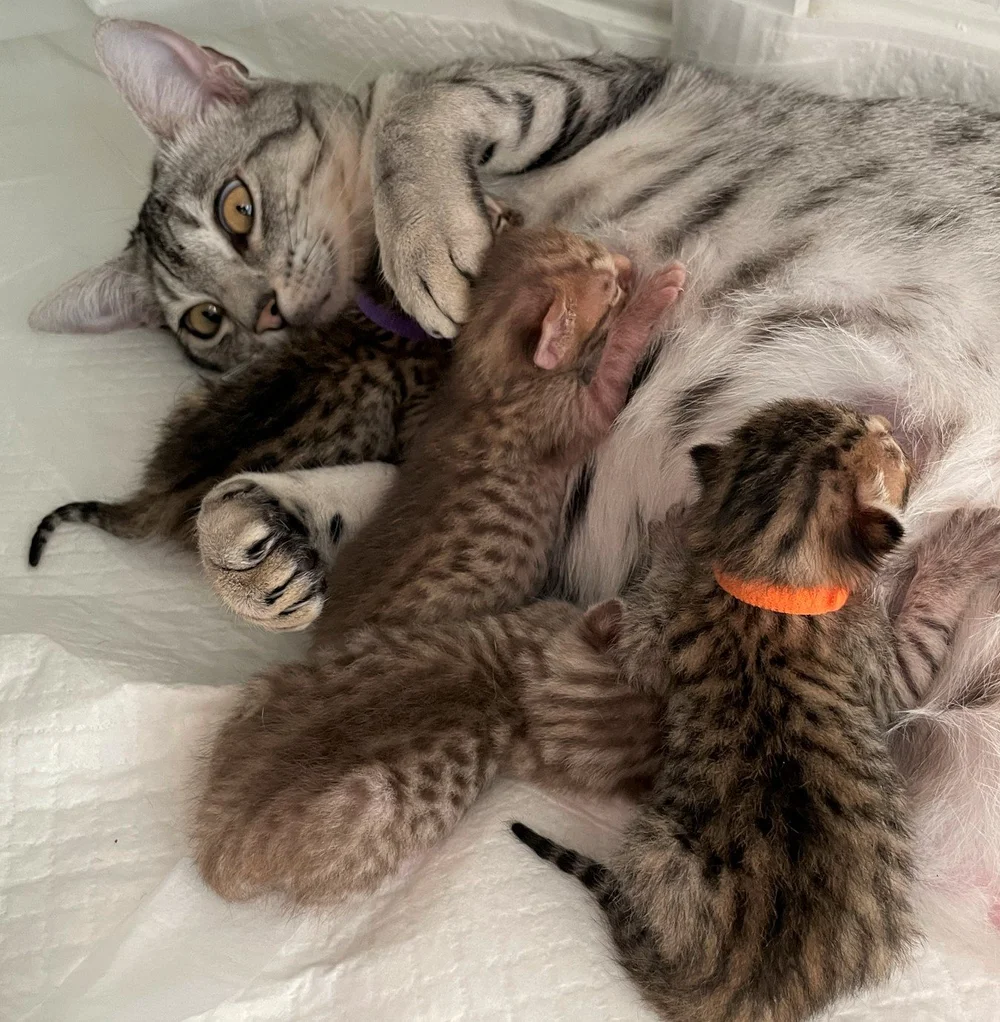 The Ocicat| Find Your Perfect Kitten Today — St-Elmo Ocicats