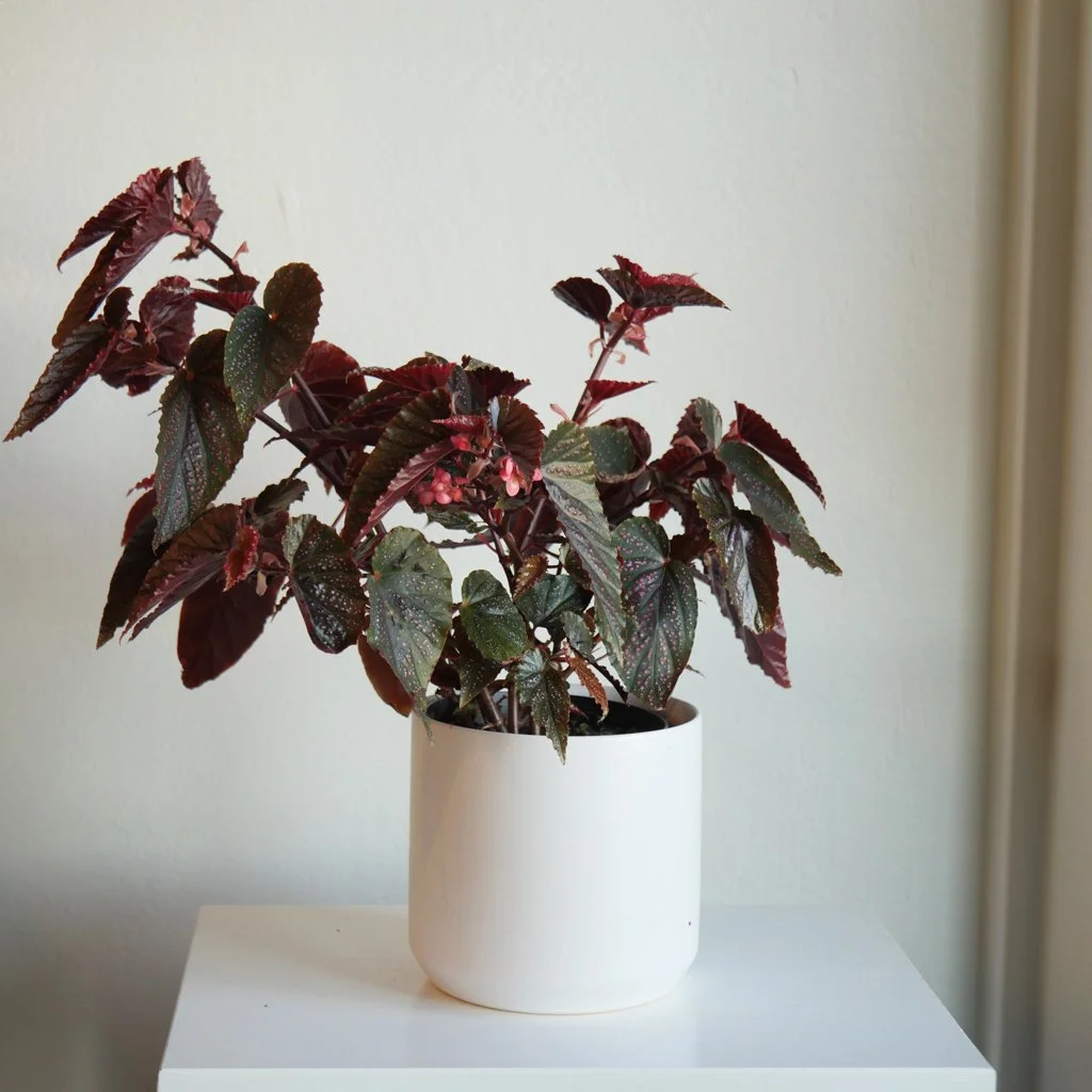 Begonia Maculata Pink Spot - Seattle Plant Delivery — Toadstool Flower Club