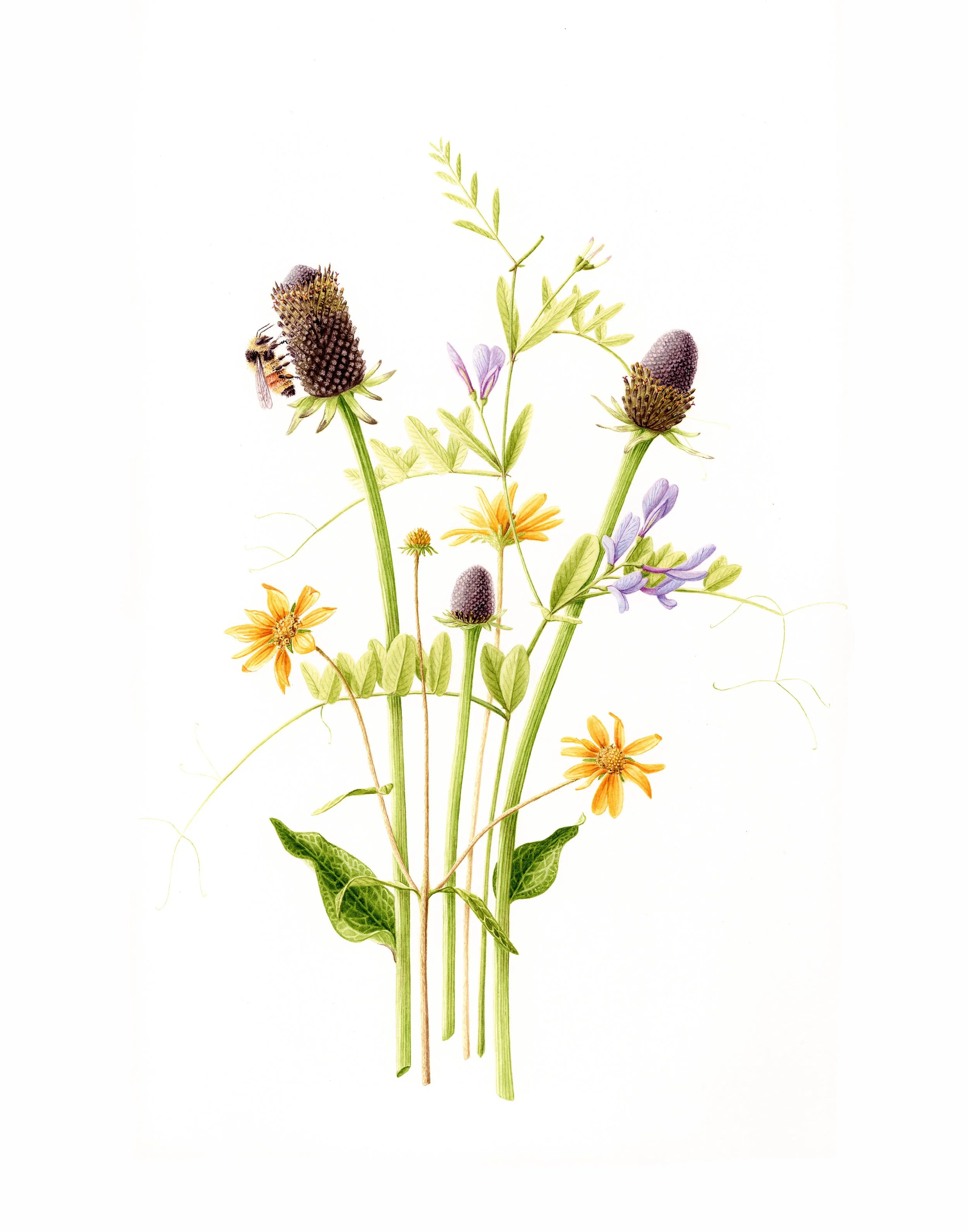 Western Jacob's Ladder — Rose Torres Art