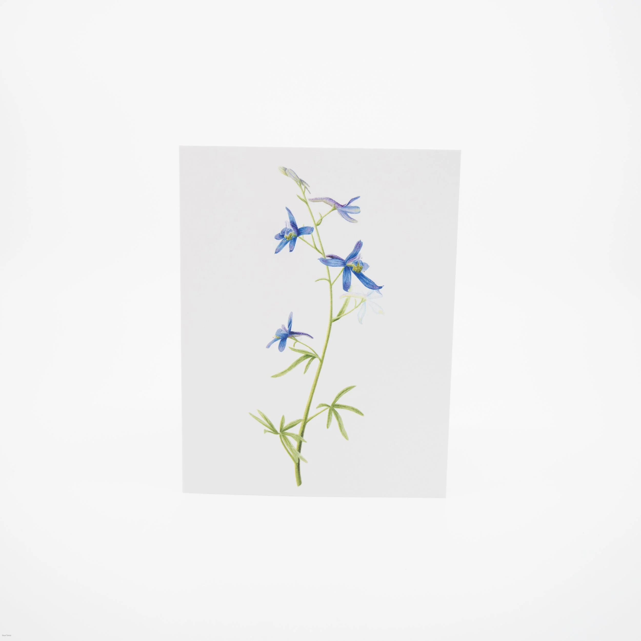 Shop Botanical Art — Rose Torres Art