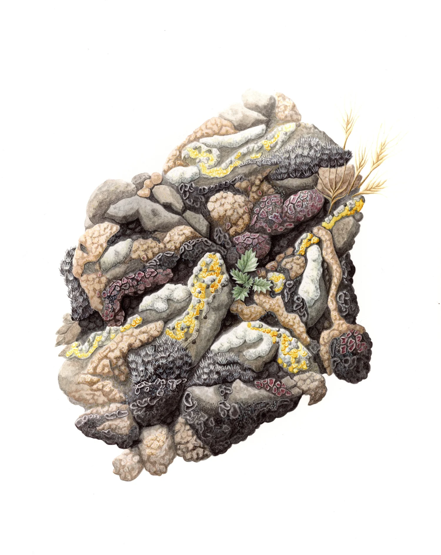Biological Soil Crust — Rose Torres Art