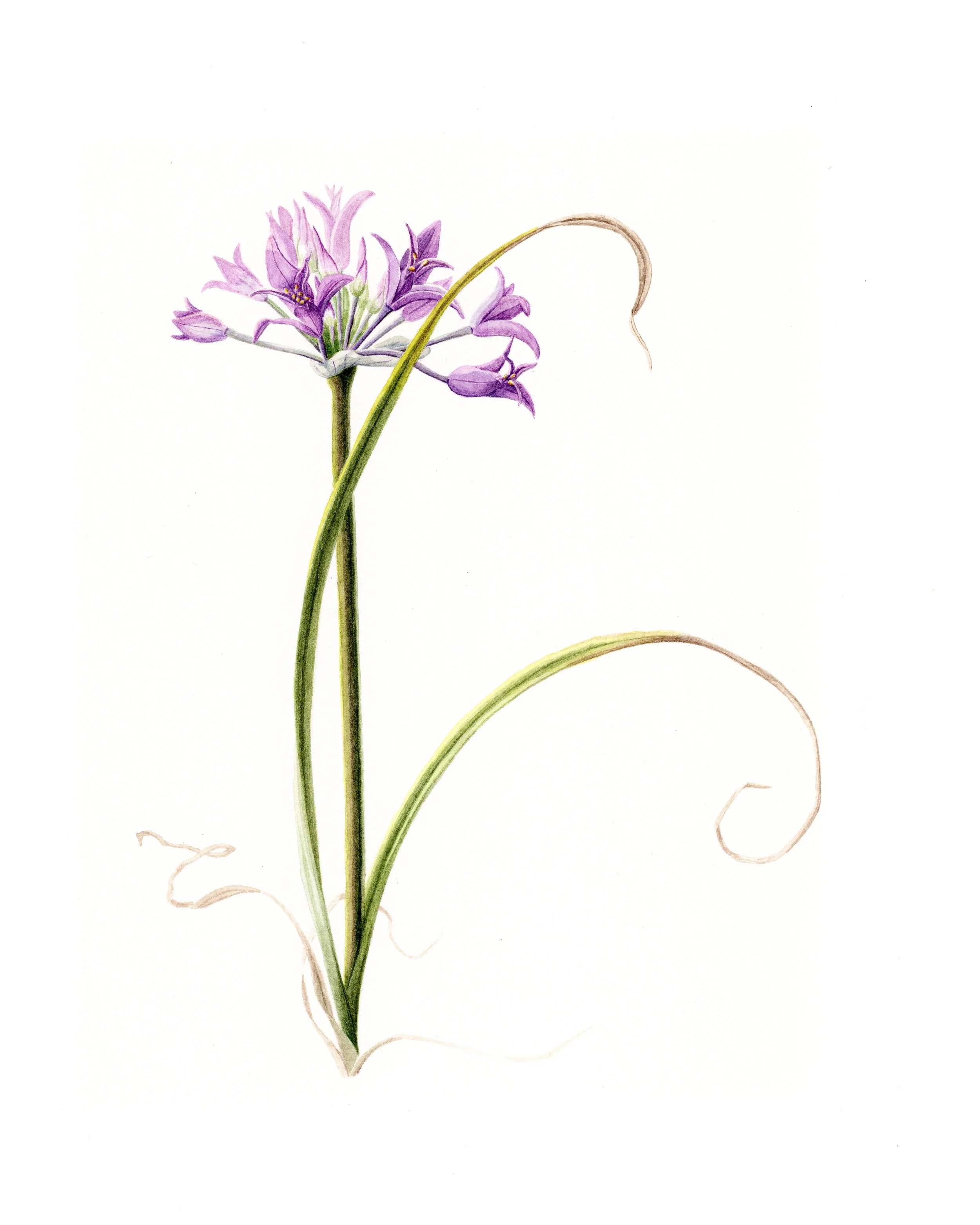 Allium's Aria: Tapertip onion — Rose Torres Art