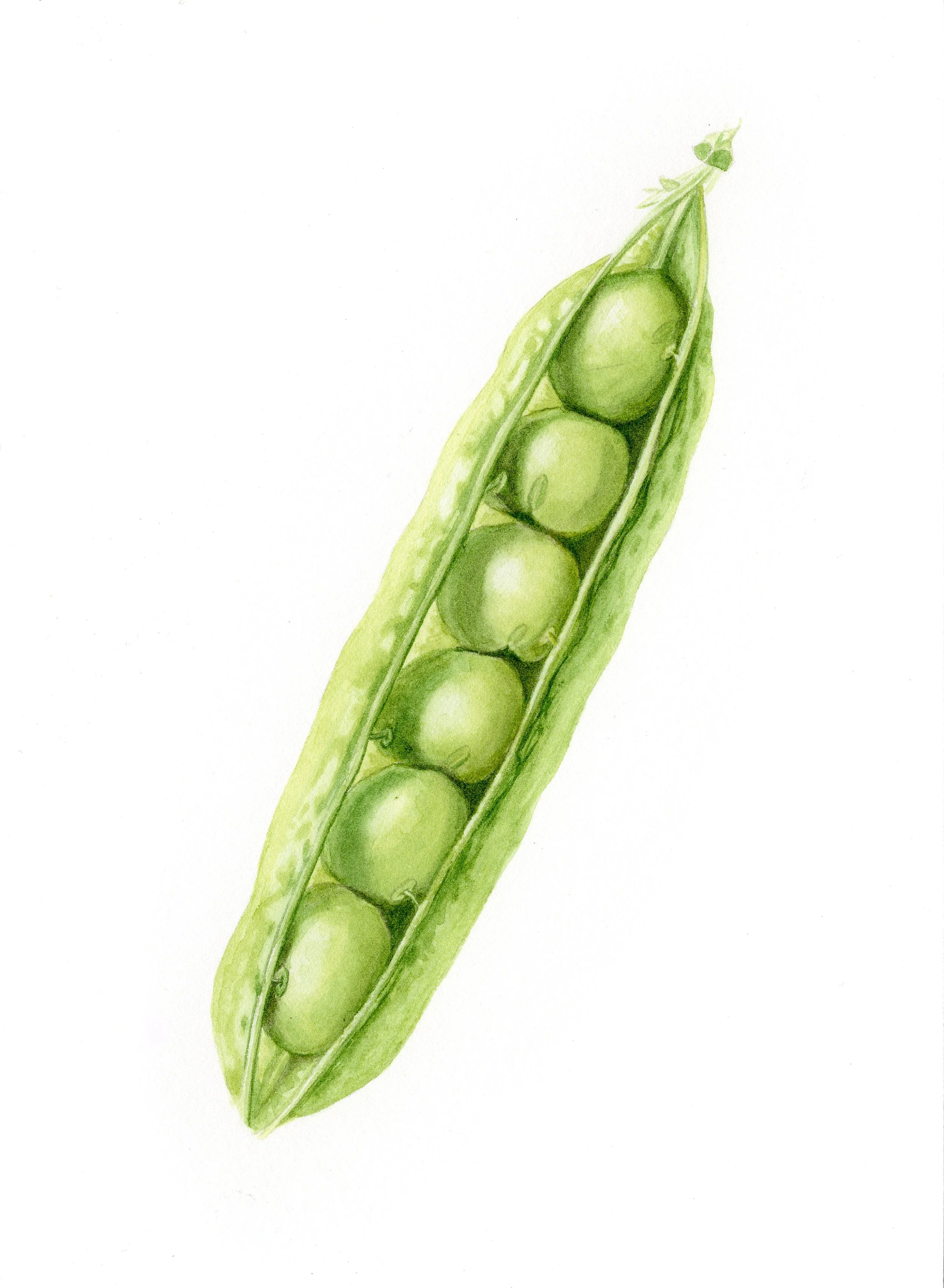 Shop Botanical Art — Rose Torres Art