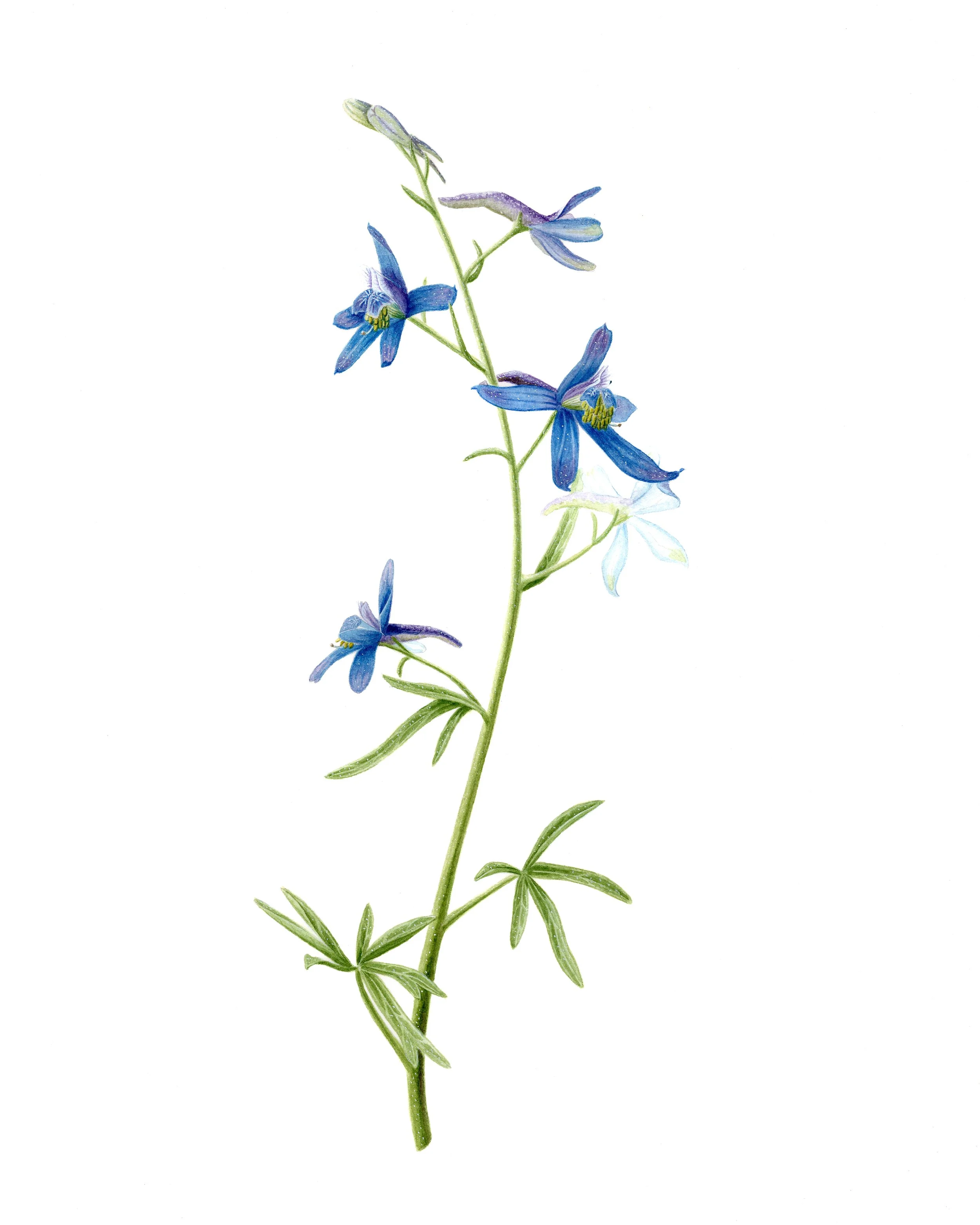 Shop Botanical Art — Rose Torres Art