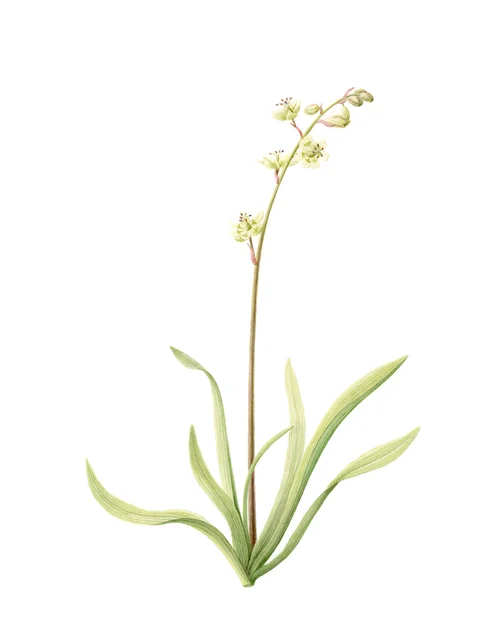 Shop Botanical Art — Rose Torres Art