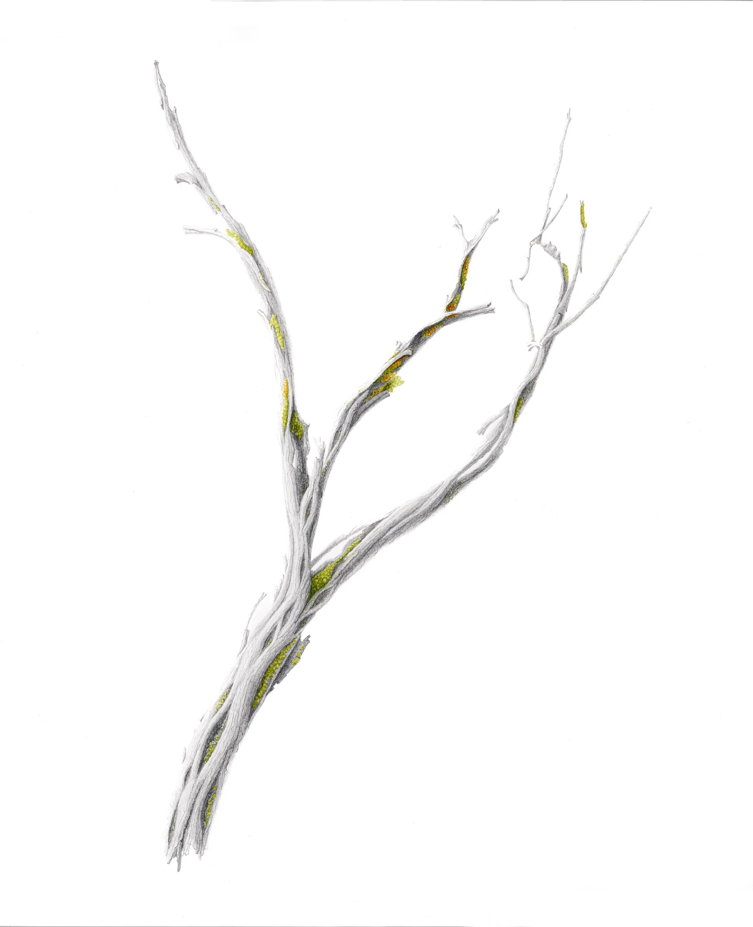 Shop Botanical Art — Rose Torres Art