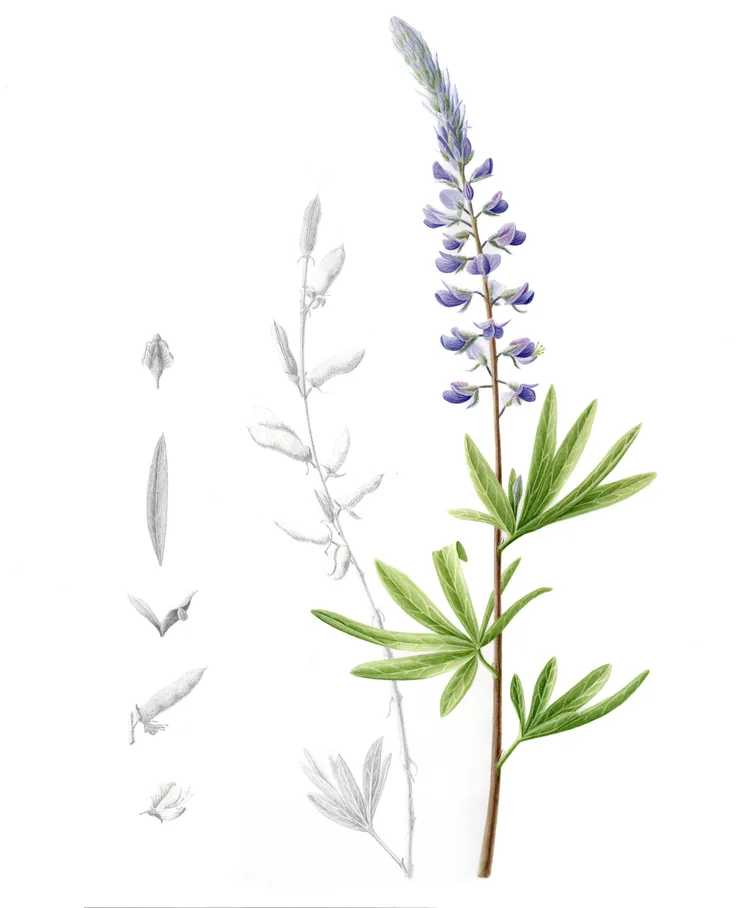 Shop Botanical Art — Rose Torres Art