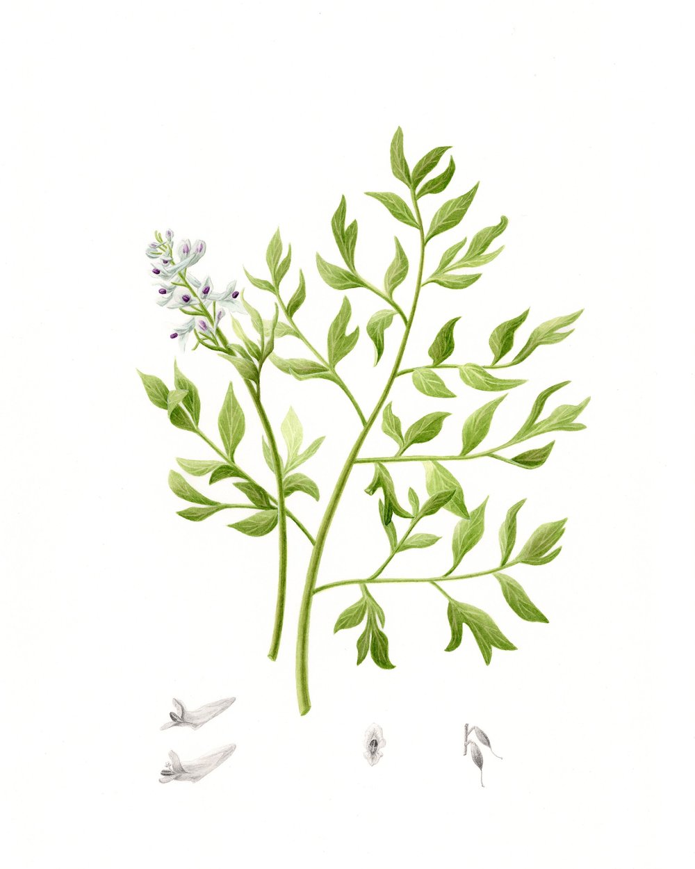 Shop Botanical Art — Rose Torres Art