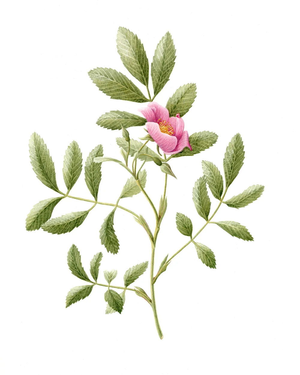Shop Botanical Art — Rose Torres Art