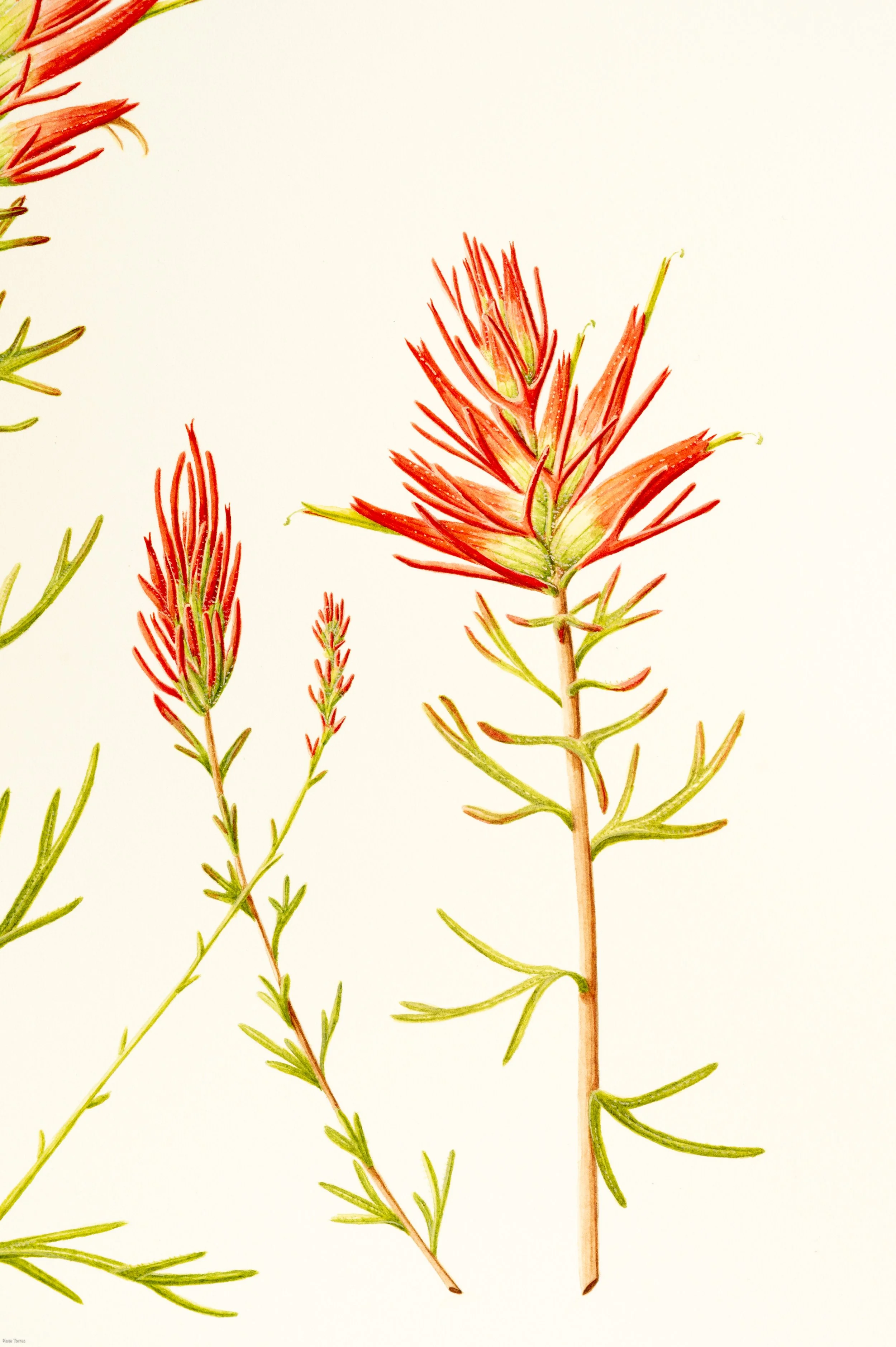 Paintbrush — Rose Torres Art