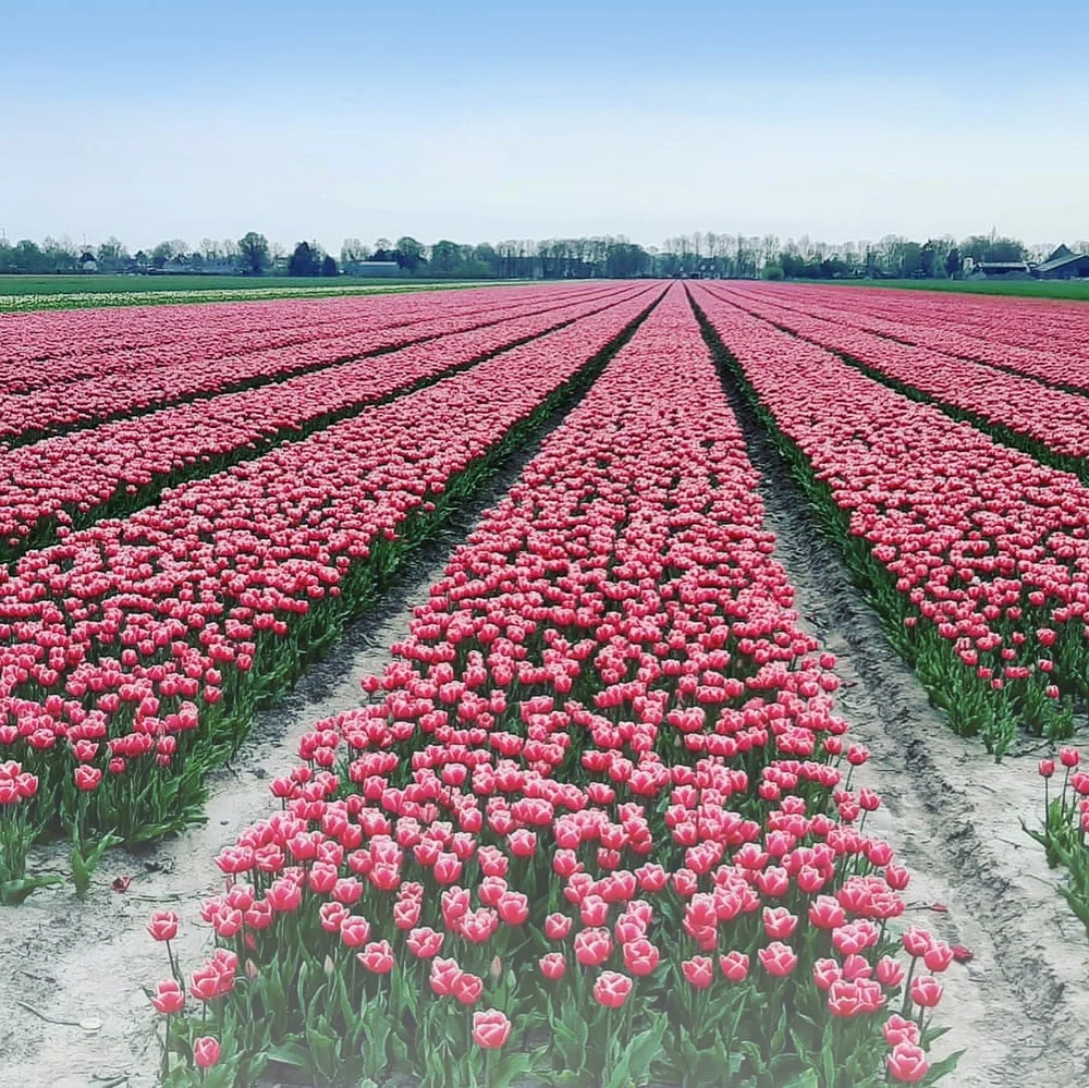 New York Flower Group