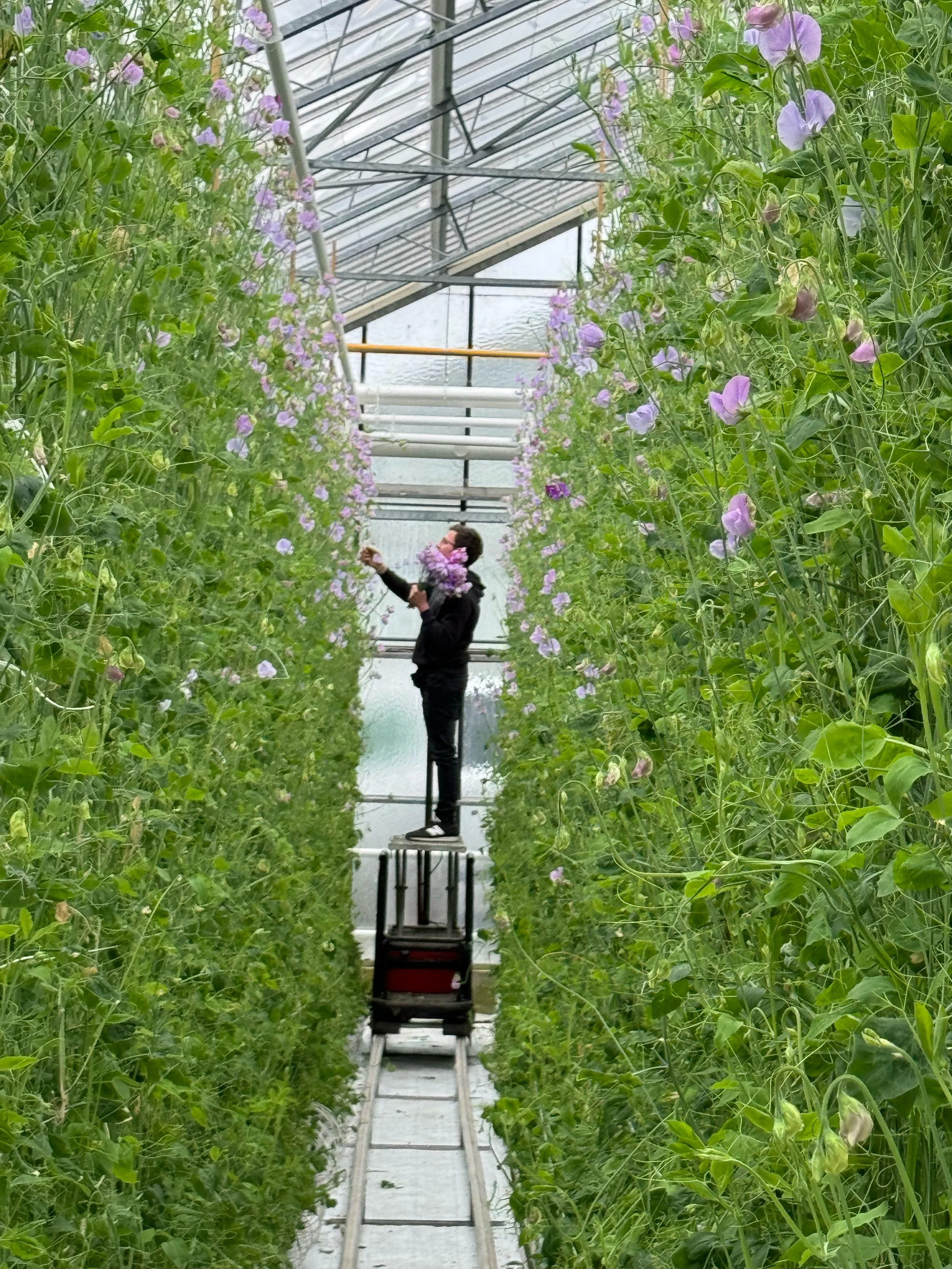 About — New York Flower Group