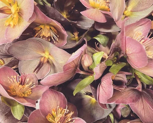 New York Flower Group