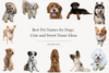 Best Pet Names for Dogs: Cute and Sweet Name Ideas