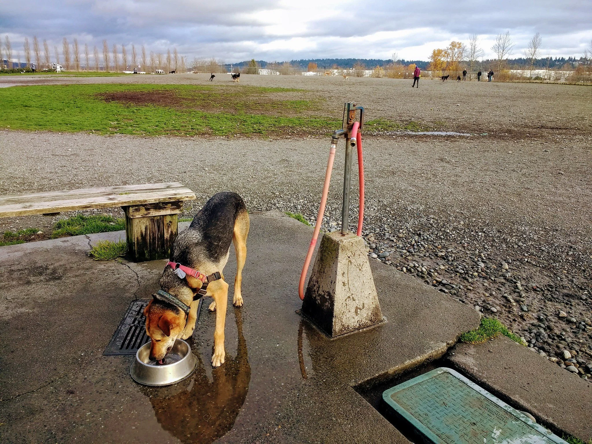 Explore Seattle with your dog - dog parks, trails and more — Northwest ...