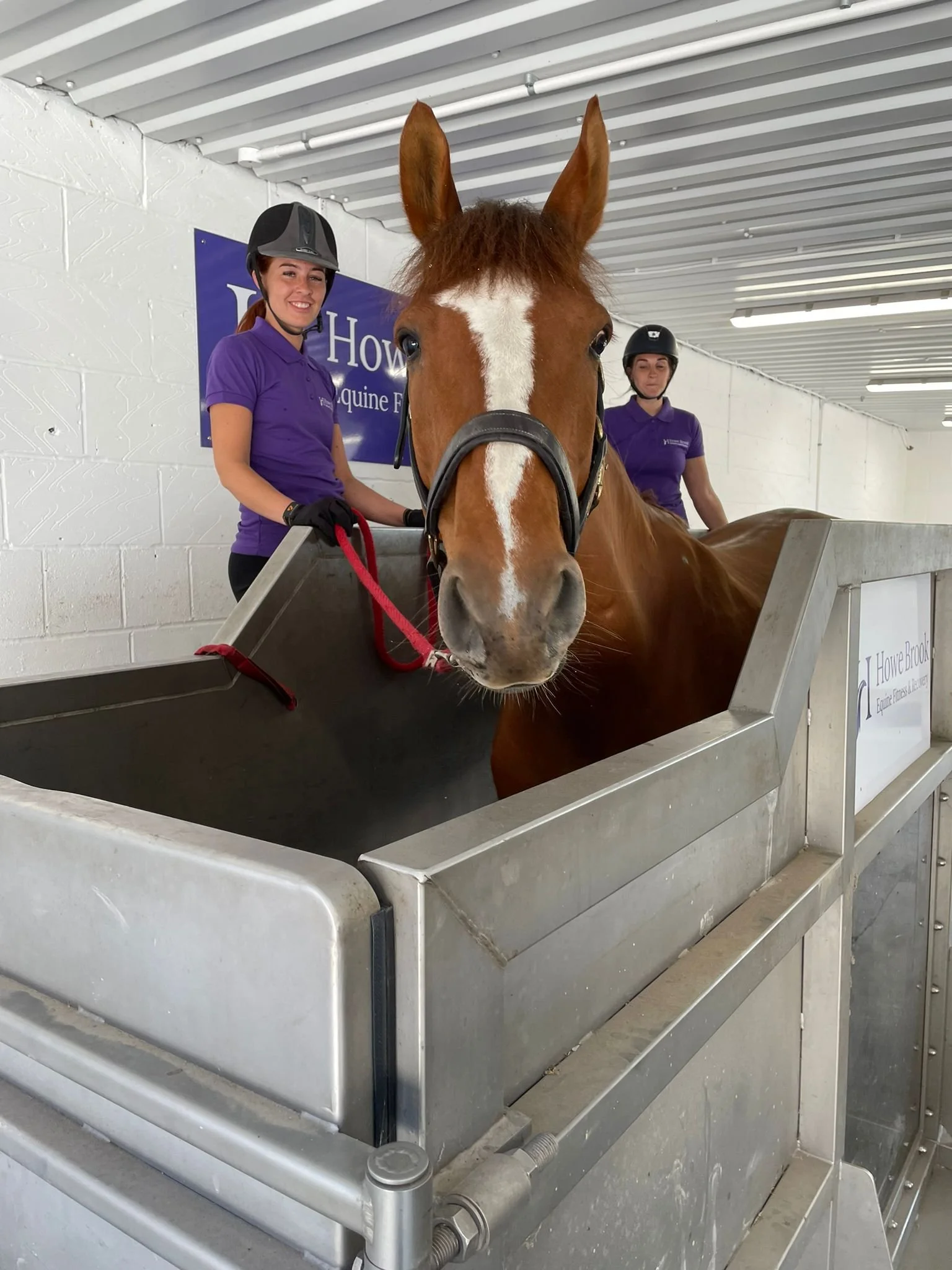 Therapies — HOWE BROOK EQUINE