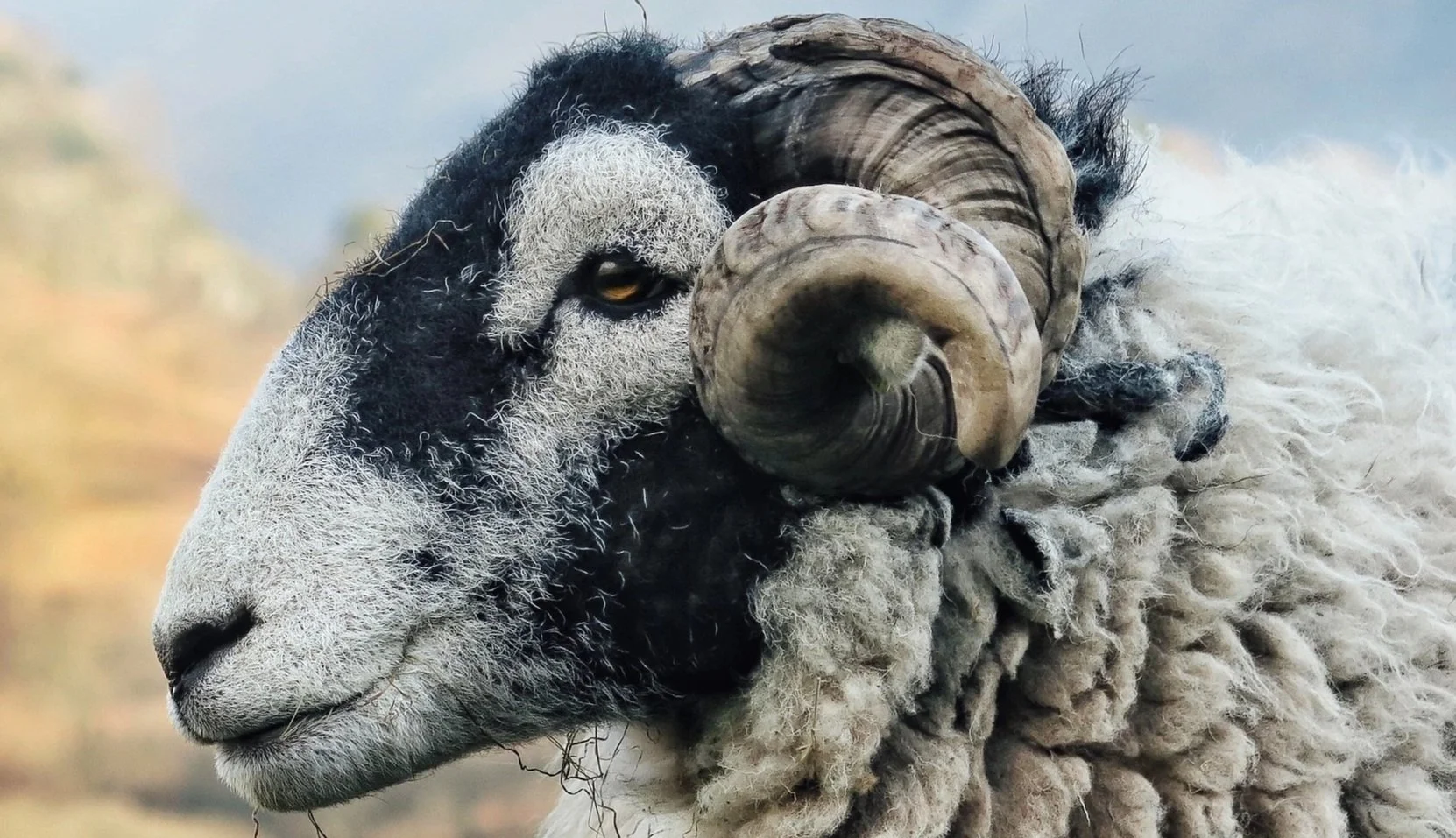 Hill Farm I Carrauntoohil I Swaledale Sheep I Kerry Cow — Curraghmore Farm