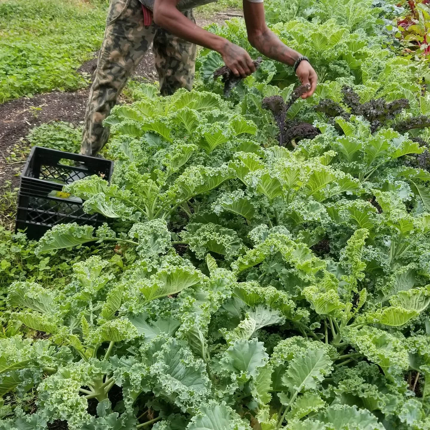 Deeply Rooted Produce | High Quality Produce | Detroit, MI