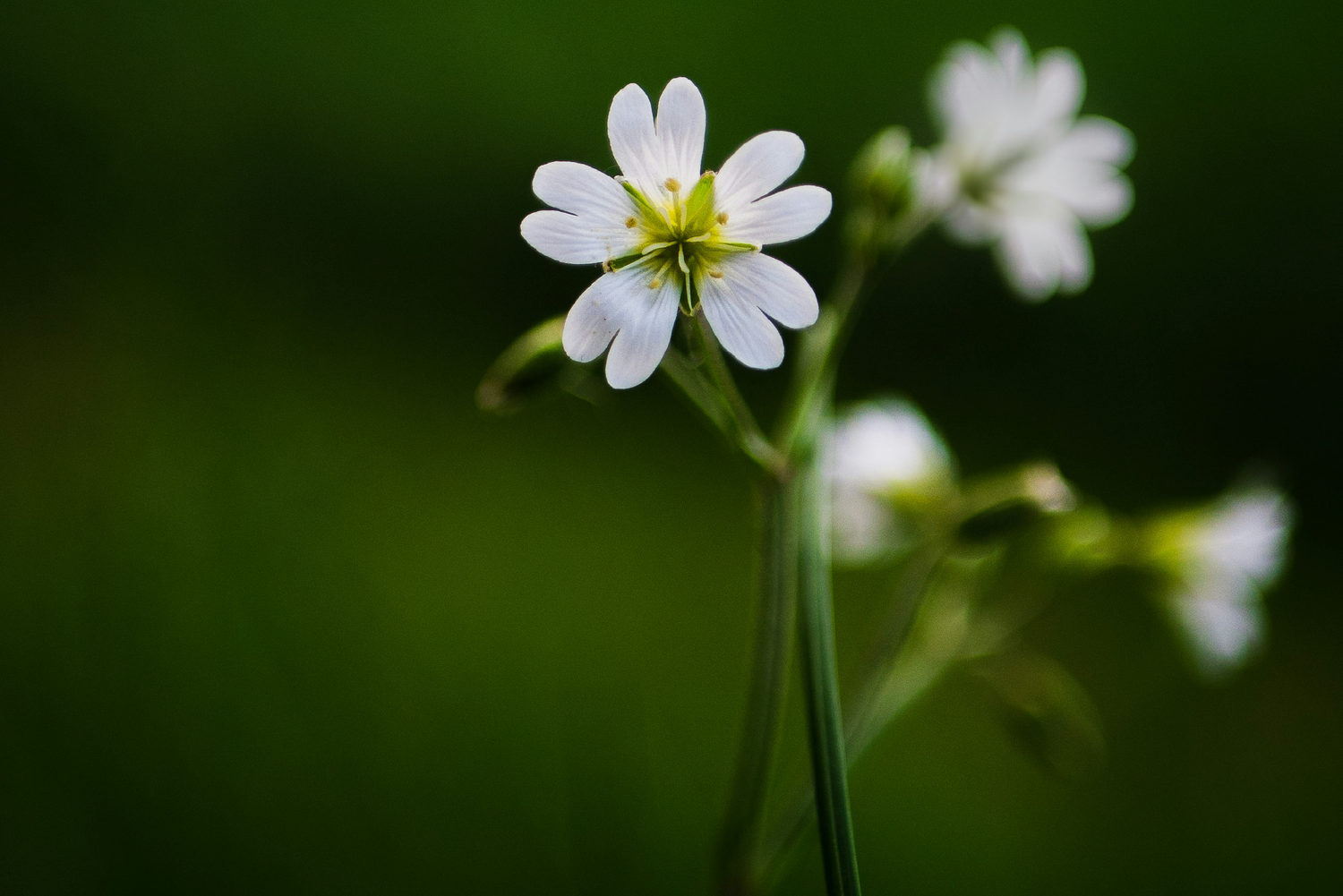 Portland Pie Company