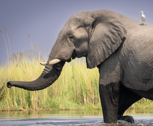 Half-day course ~ Taming the Wild Elephant Mind — Kadampa Meditation ...