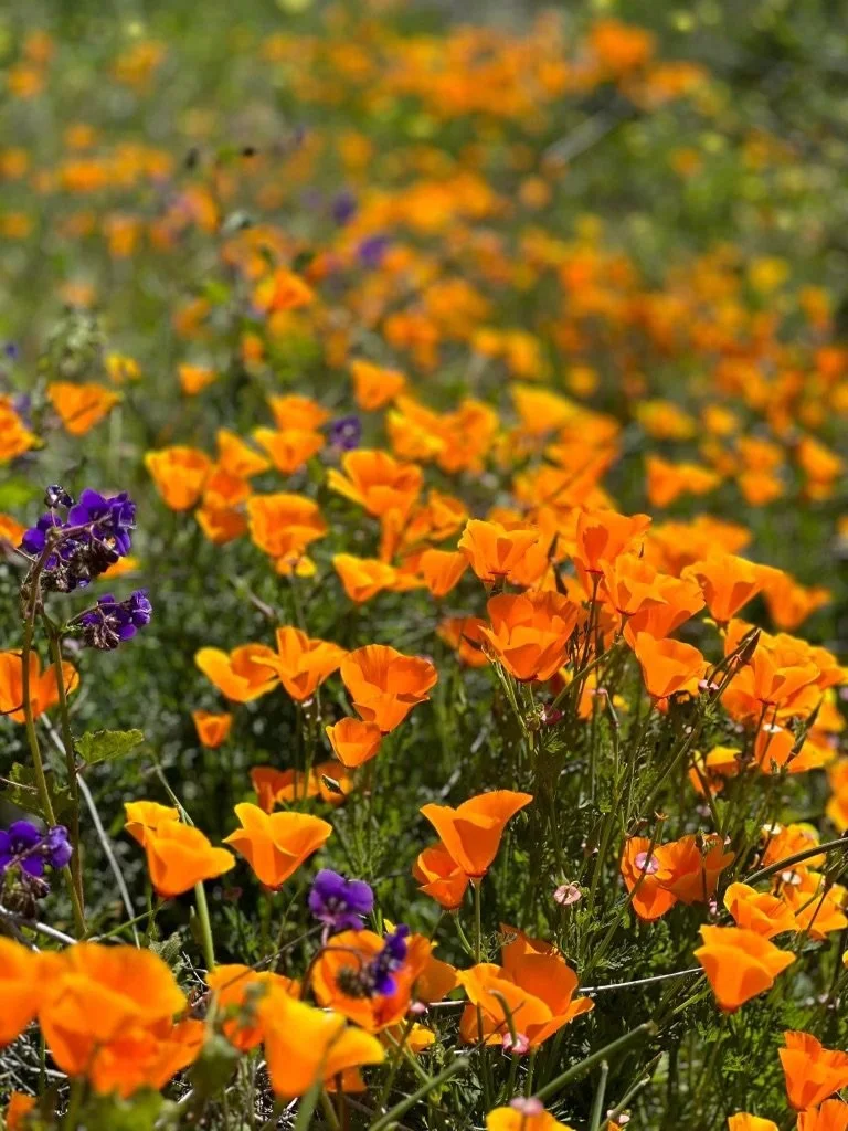 What's a Superbloom? A magical & rare botanical phenomenon of flowers ...