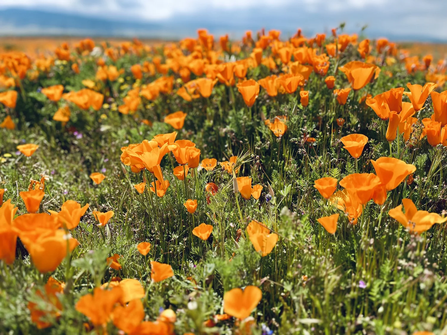 What's a Superbloom? A magical & rare botanical phenomenon of flowers ...