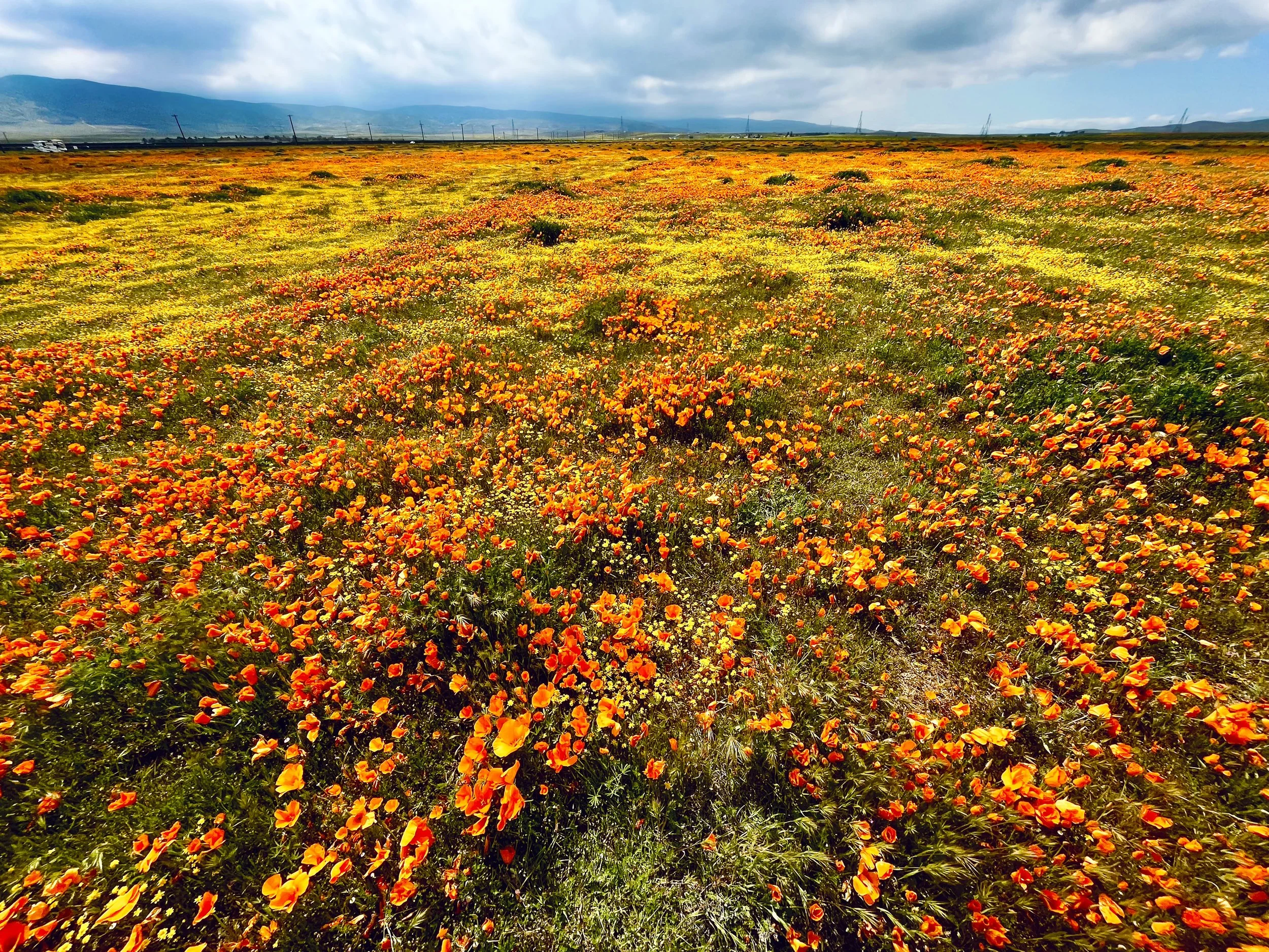 What's a Superbloom? A magical & rare botanical phenomenon of flowers ...