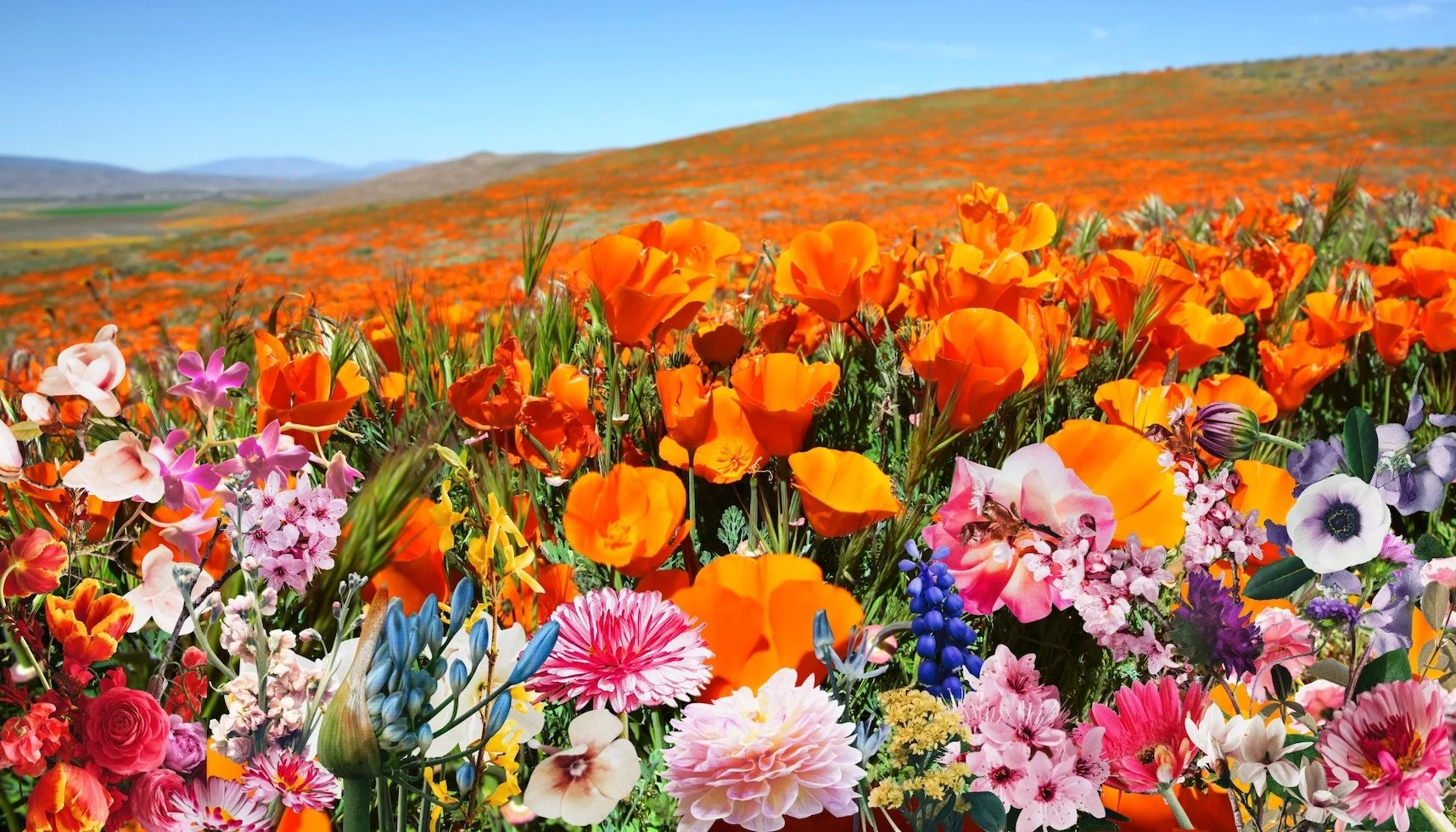 What's a Superbloom? A magical & rare botanical phenomenon of flowers ...