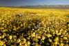 Wildflower Bloom Map — Superbloom | Floral Maximalism and Botanic Style