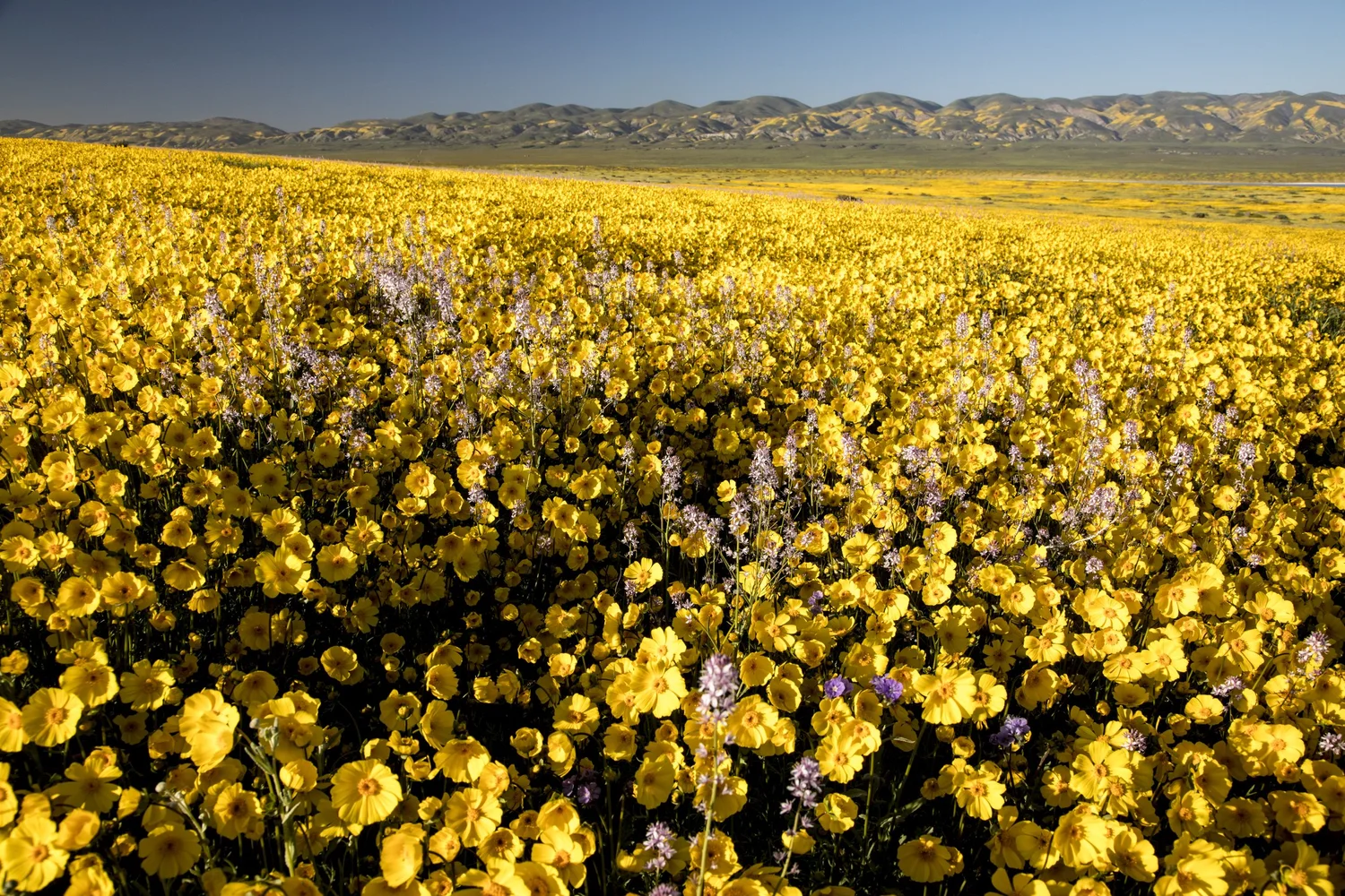What's a Superbloom? A magical & rare botanical phenomenon of flowers ...