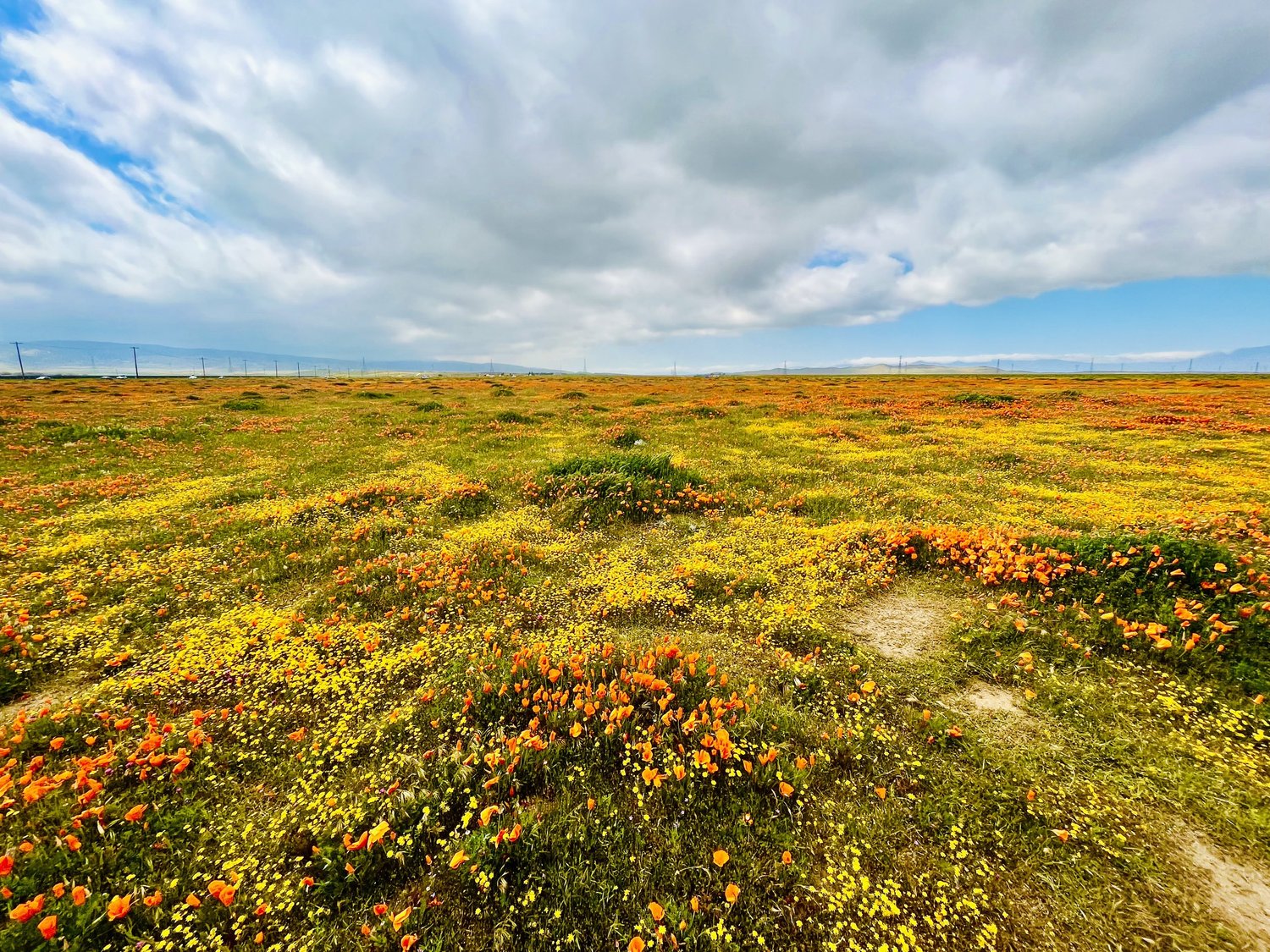 What's a Superbloom? A magical & rare botanical phenomenon of flowers ...