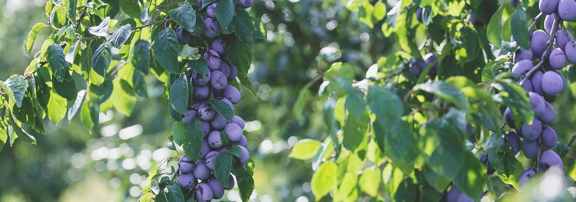 Brand Portfolio — Betech International