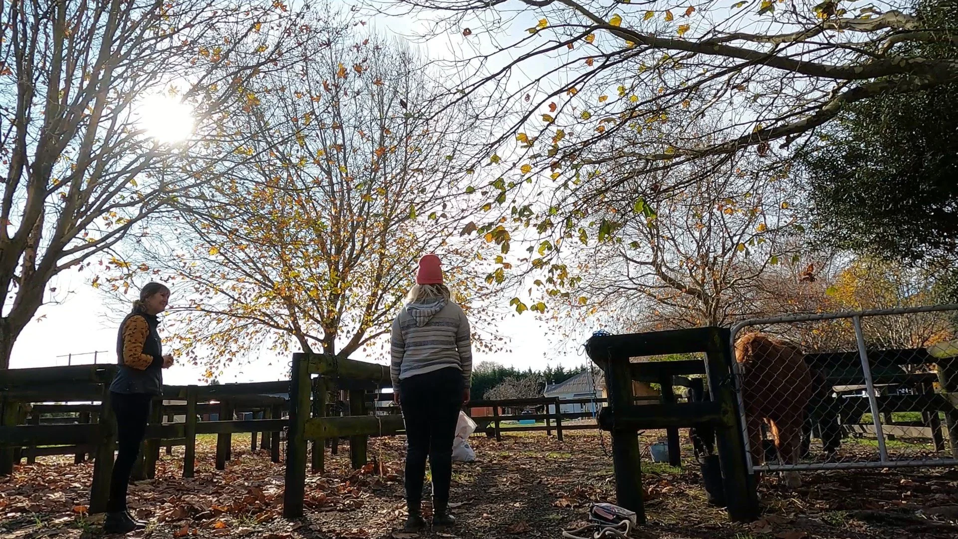 Dogs — Sentient Clan Services