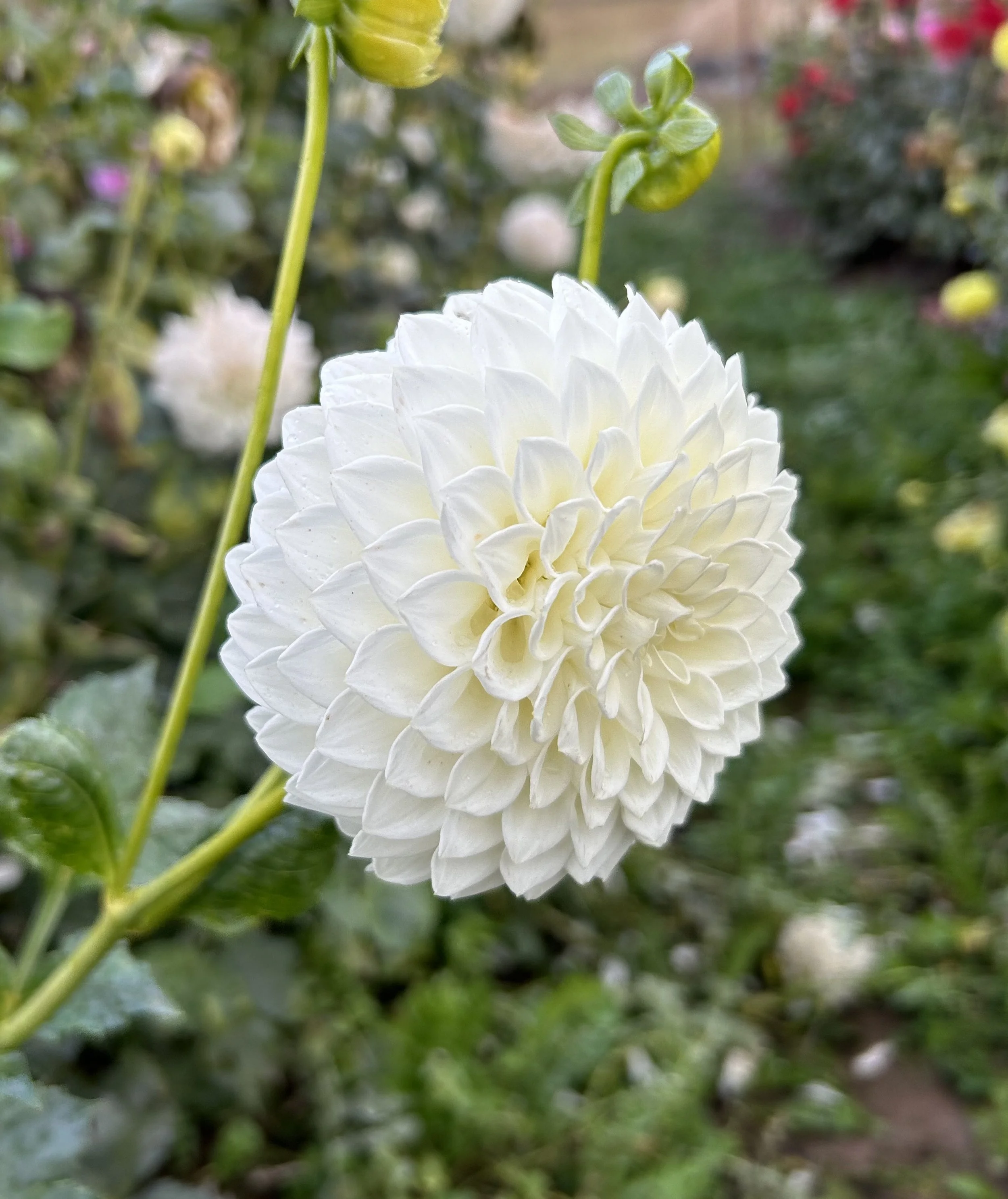 Shop Tubers — Warraview Dahlias