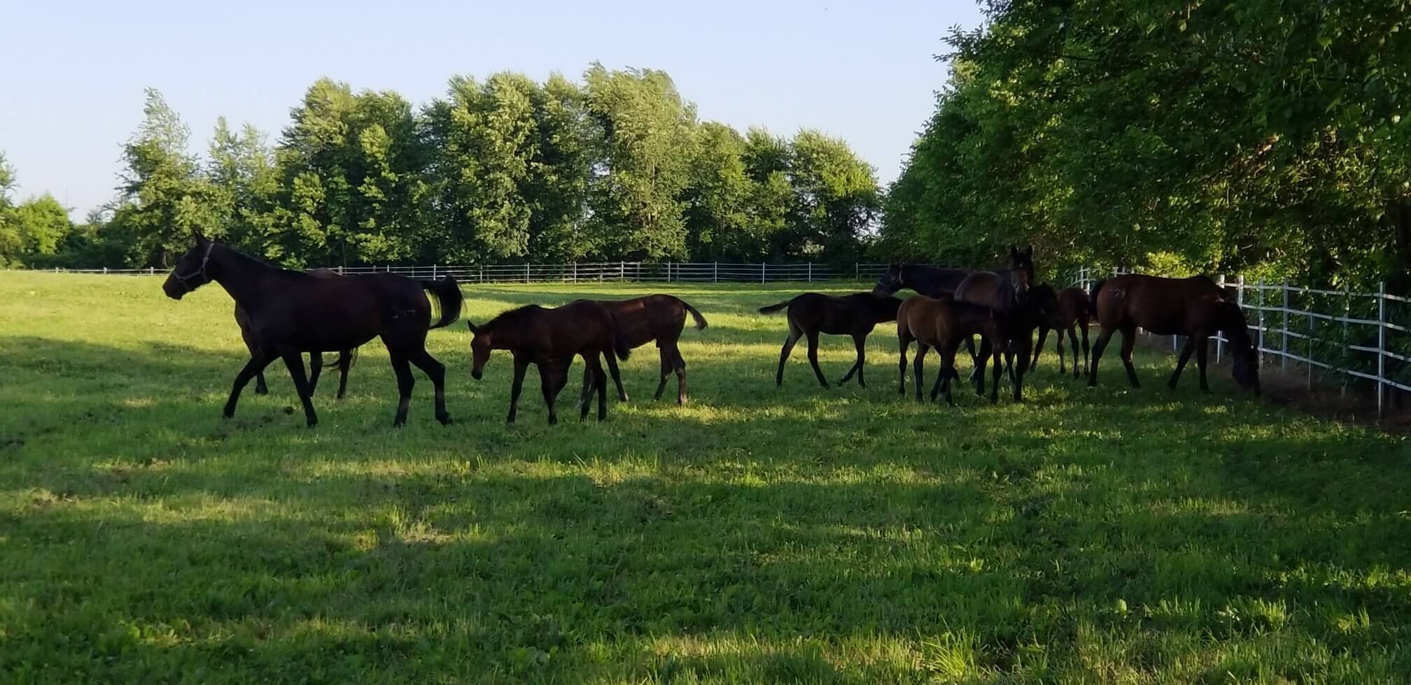 Stone of Scone Farm: A Hidden Gem in the Heart of the Countryside