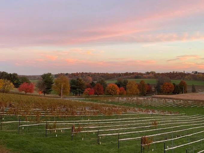 Grandview Vineyard: A Perfect Venue for Weddings and Events