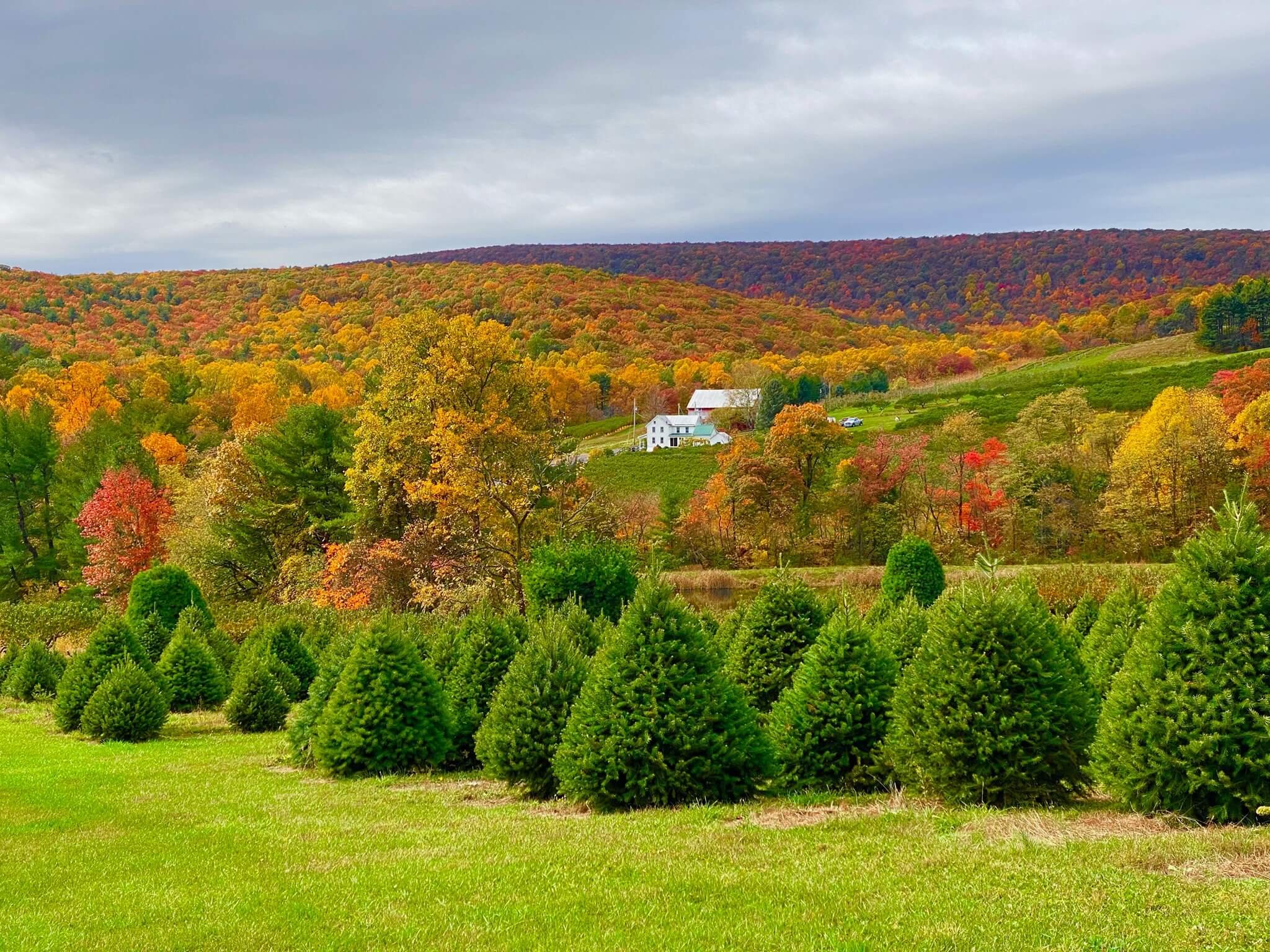 Beech Springs Farm: A Hidden Gem in the Countryside