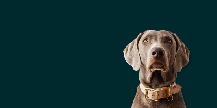 The Dog Psychologist – Dog Behaviourist & Trainer, London