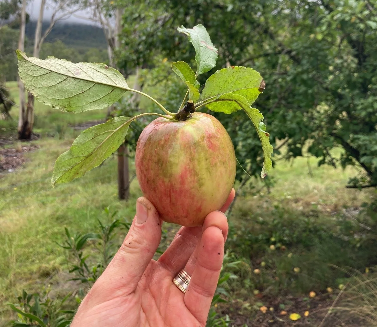 FREE FEED: Wild Apples — THE NOURISHED SOVEREIGN