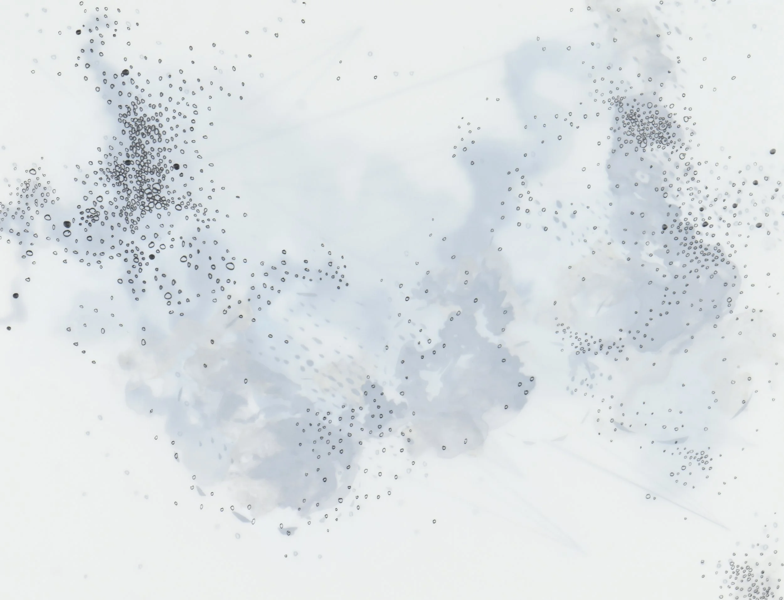 Laura Cleary Williams