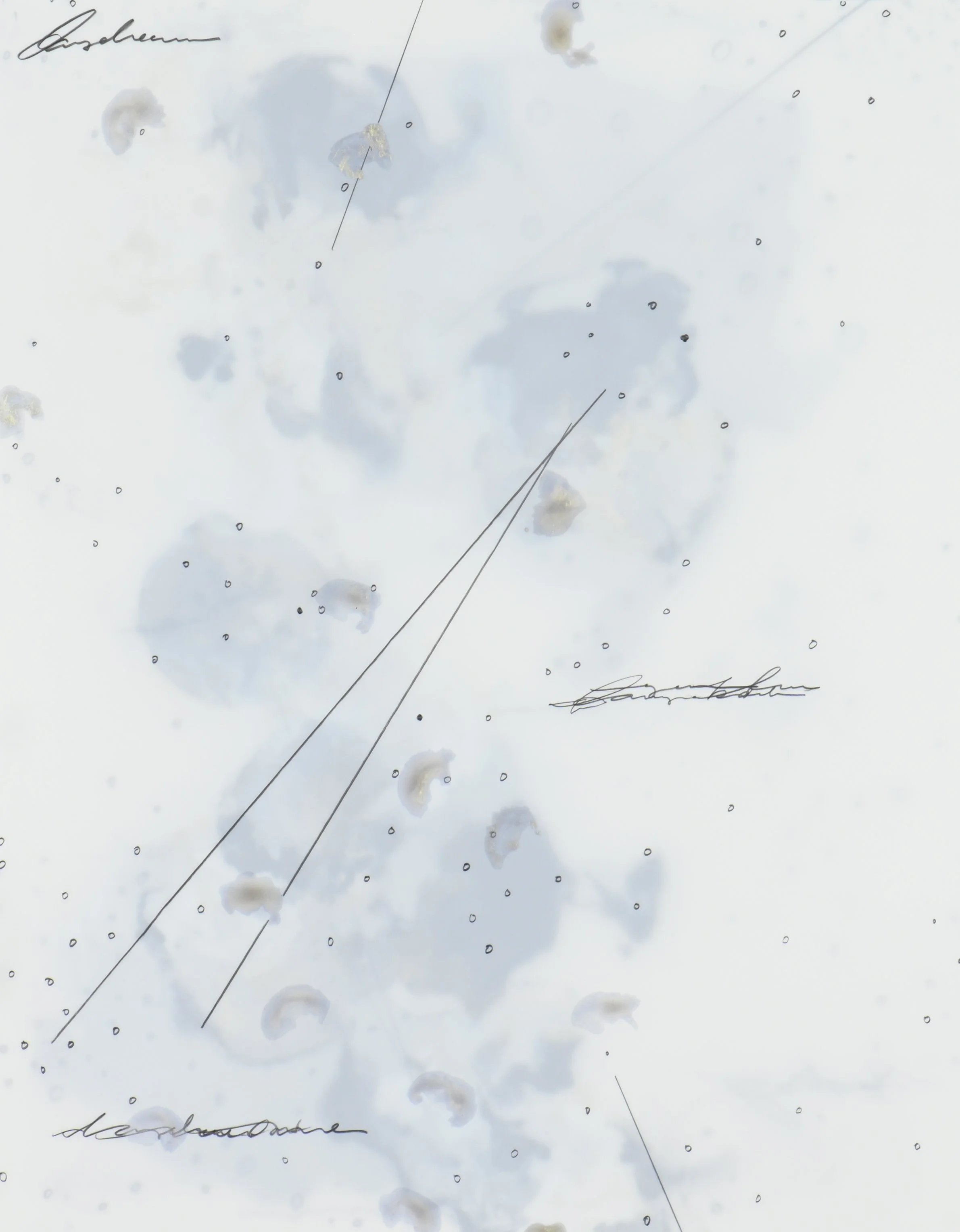 Laura Cleary Williams