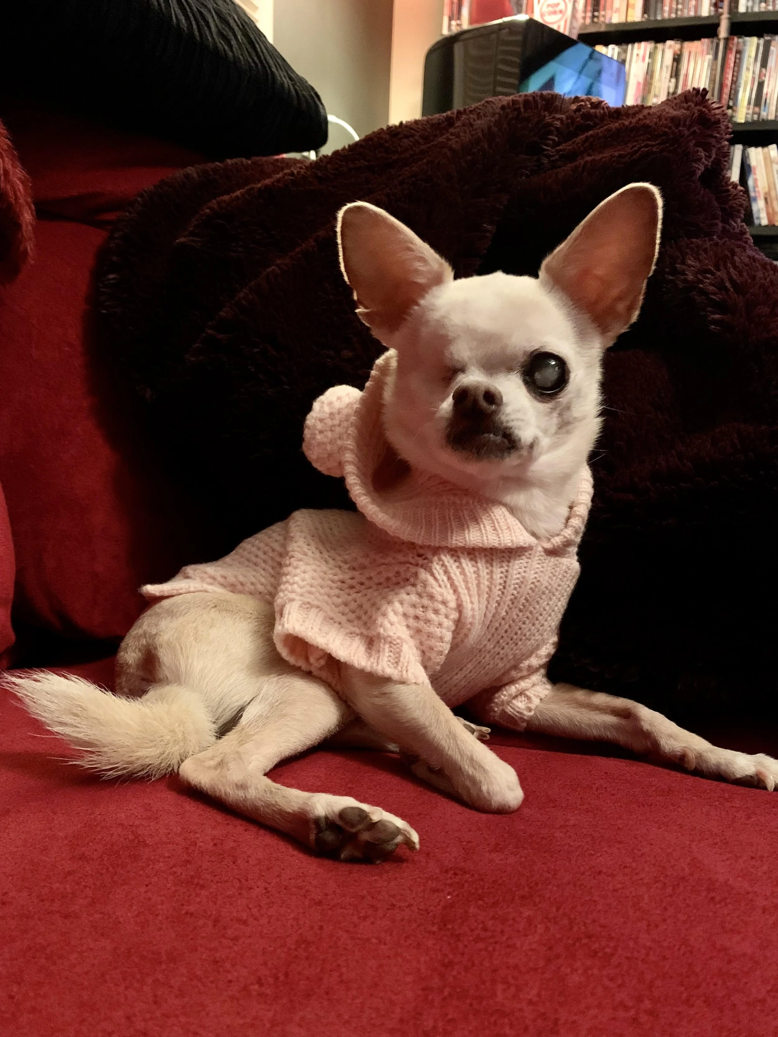 Raven — Brush College Animal Hospital