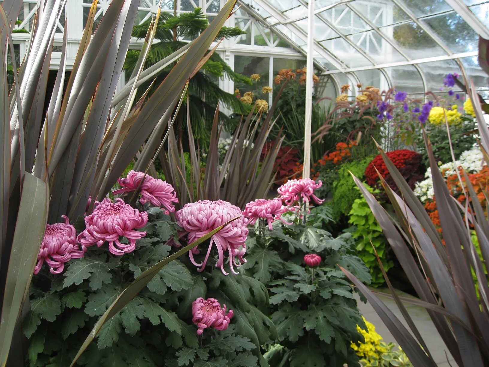 Horticulture & Plant Societies: Evergreen Chrysanthemum Association ...