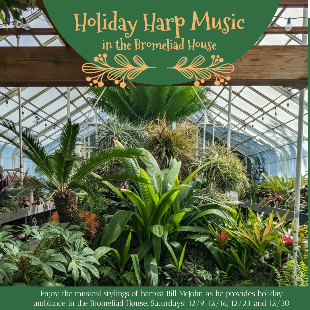 Live Music by Harpist Bill McJohn in the Bromeliad House — Volunteer Park Conservatory