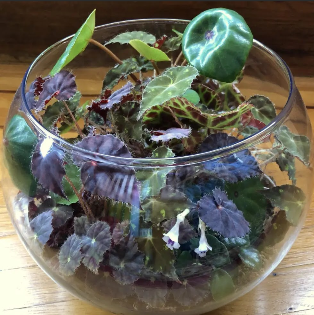 9/9 WORKSHOP - Dive Into Begonia Terrariums: Build It with Stella ...