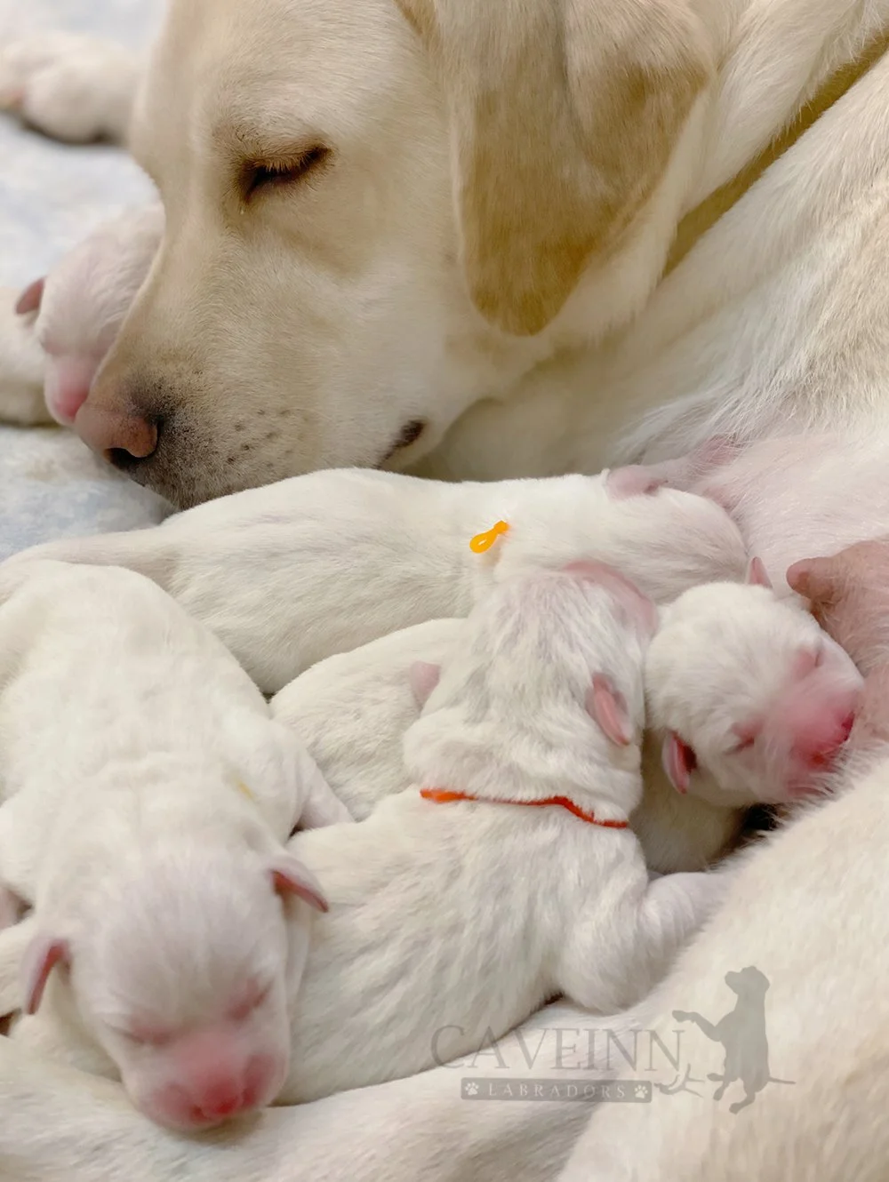 Puppy Application — CaveInn Labradors