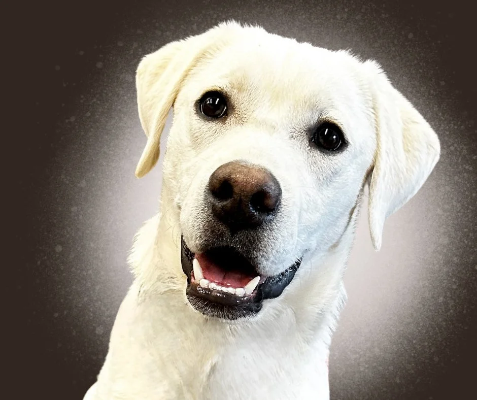 Quality AKC English Labrador Puppies | Iowa Breeder