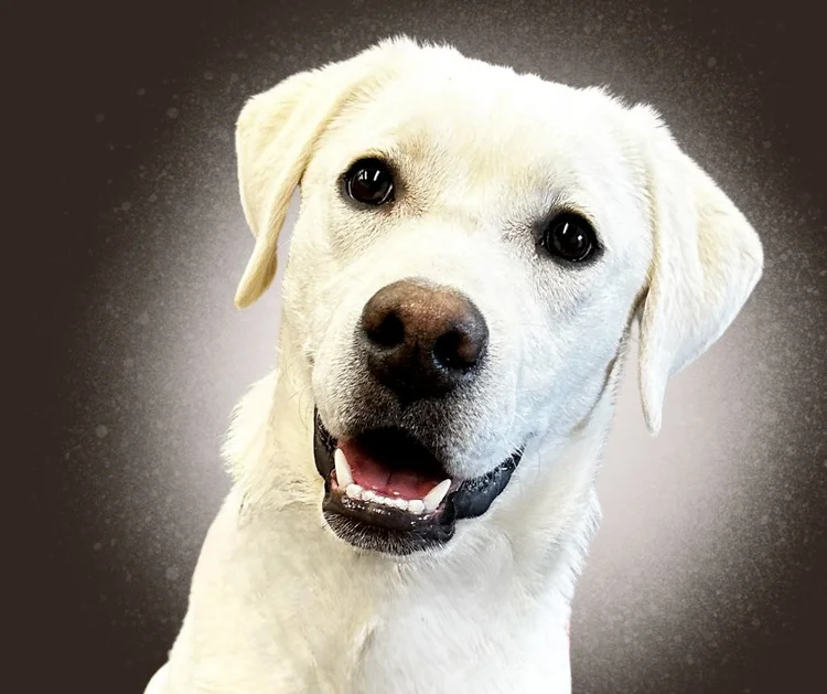 Quality AKC English Labrador Puppies | Iowa Breeder