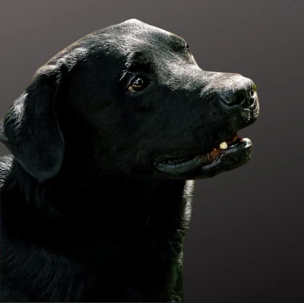 CaveInn Labradors